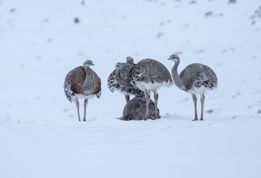 El choique patagónico: un tesoro natural para conservar - Periódico Las ...